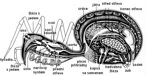 Stavba těla sklípkanů :: Chov sklípkanů
